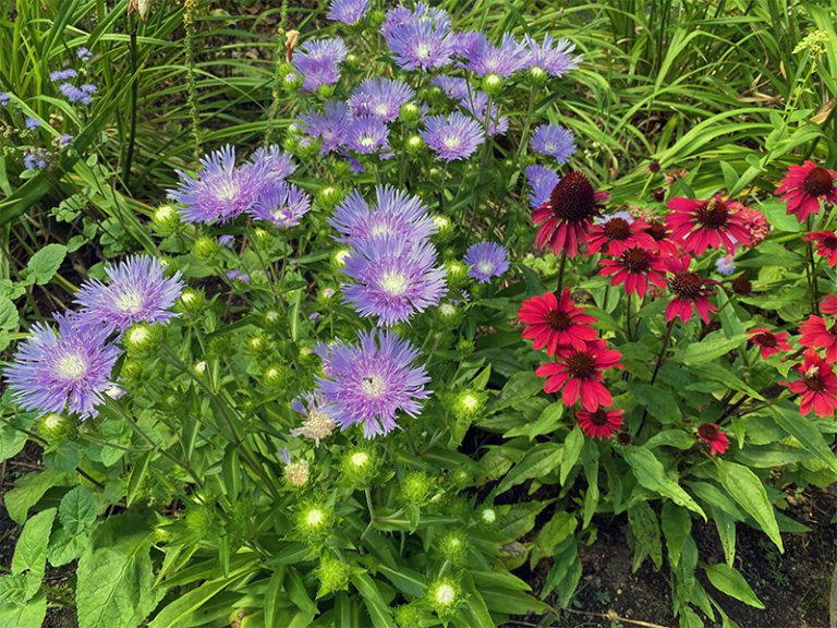 Creating Pollinator Pathways on Cape Cod - Hyannis Country Garden