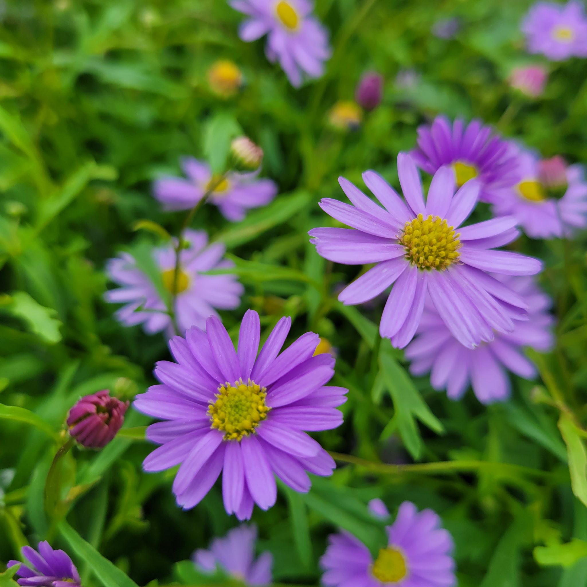 Blue Zephyr Brachyscome - Hyannis Country Garden