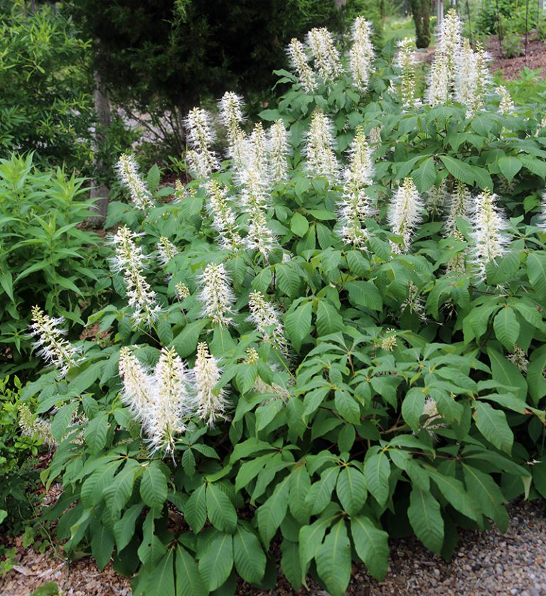 Shrubs For Shady Places on Cape Cod - Hyannis Country Garden