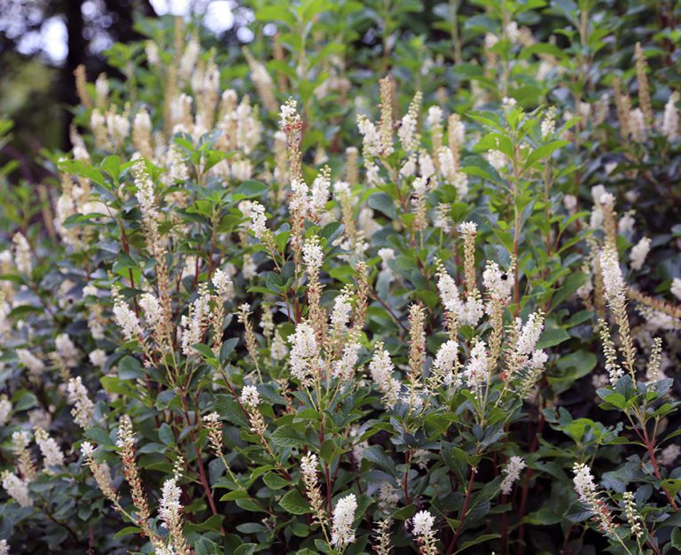 clethra_flowers - Hyannis Country Garden