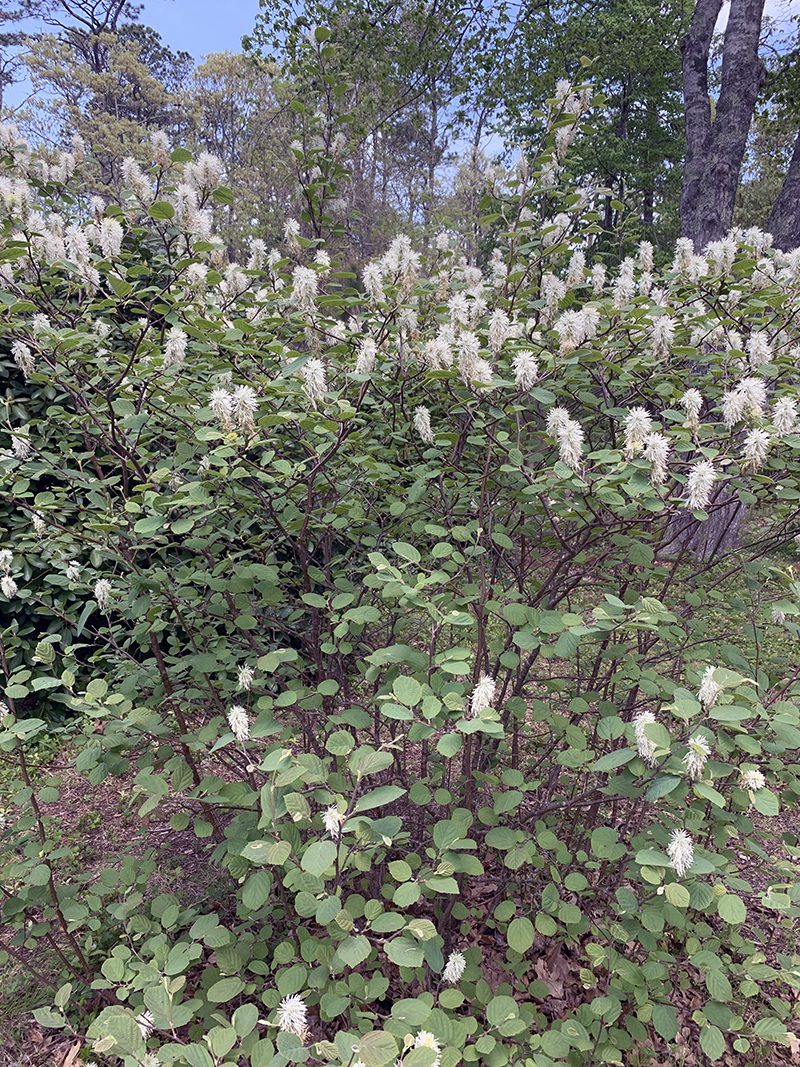 Shrubs For Shady Places on Cape Cod - Hyannis Country Garden