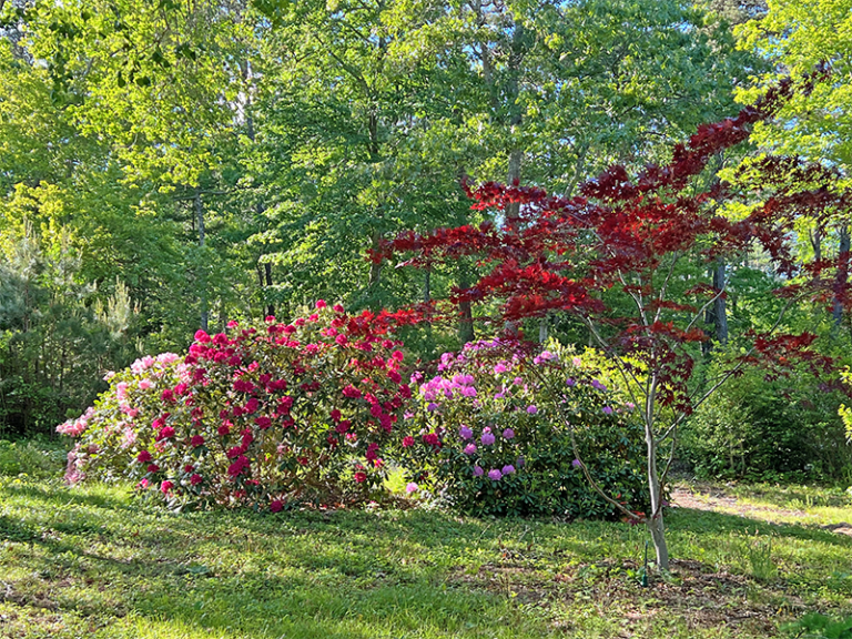 Shrubs For Shady Places on Cape Cod - Hyannis Country Garden