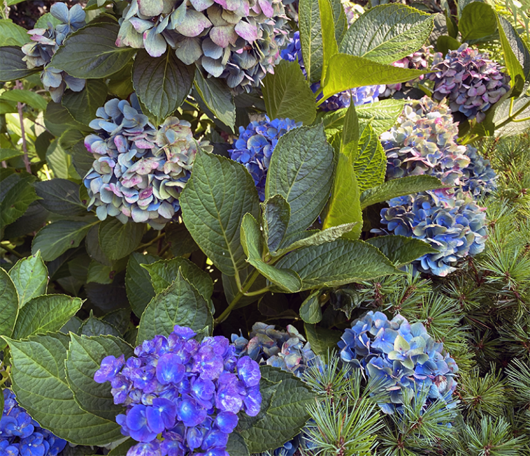 Fall Hydrangea Care - Hyannis Country Garden