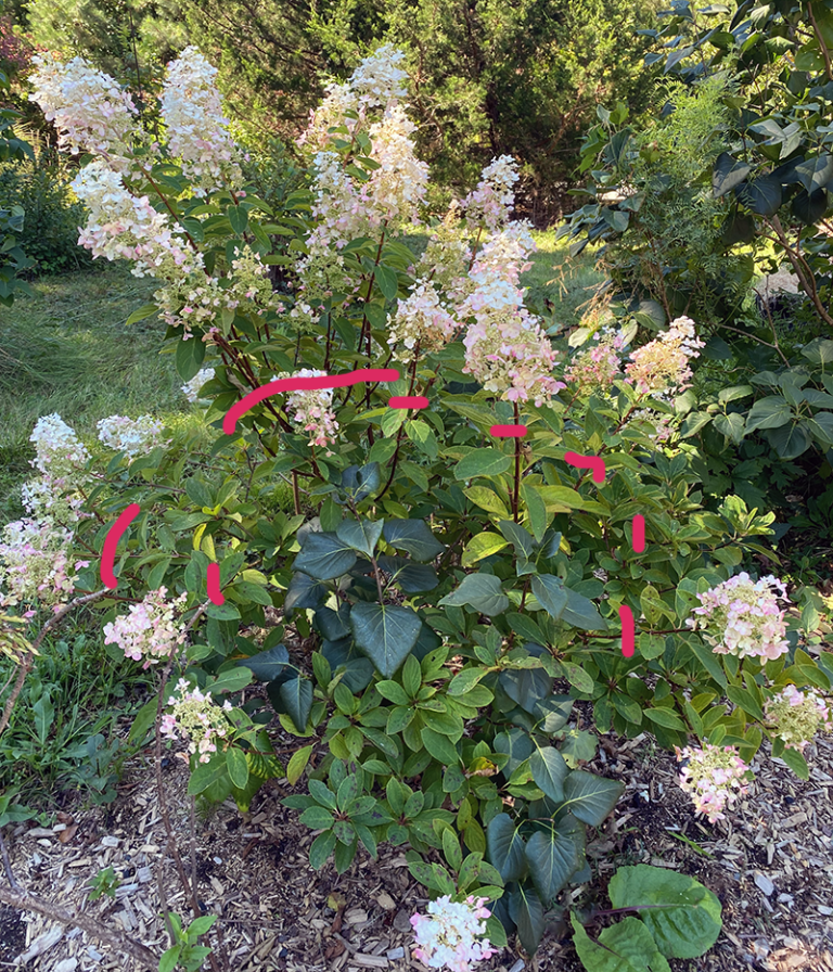 Fall Hydrangea Care - Hyannis Country Garden