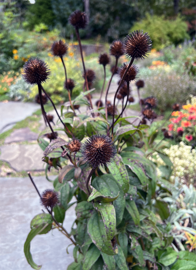Perennial Gardens: Fall Cleanup? - Hyannis Country Garden