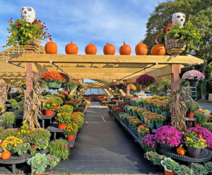 mum display country garden - Hyannis Country Garden