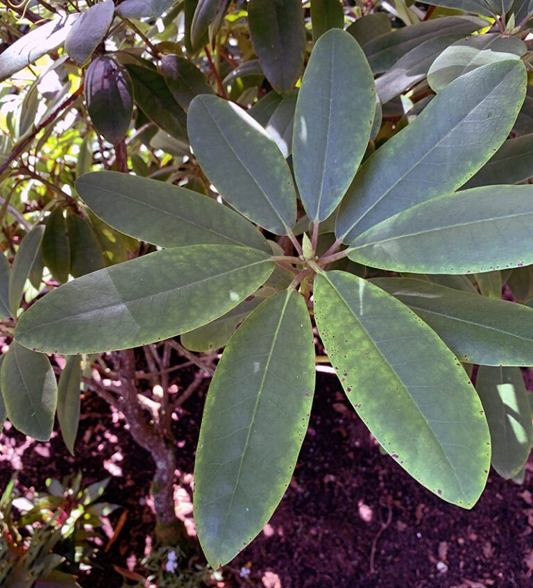 Fall Rhododendron Care - Hyannis Country Garden
