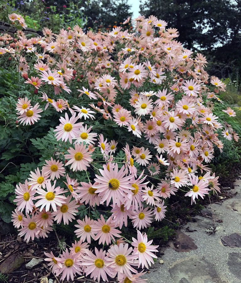 Will My Fall Mums Live Through The Winter? - Hyannis Country Garden
