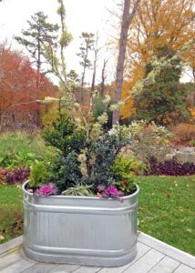 Growing Evergreens in Containers All Year - Hyannis Country Garden