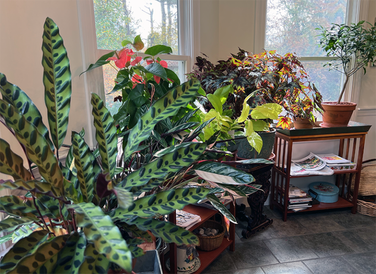 Arranging Your Houseplants - Hyannis Country Garden