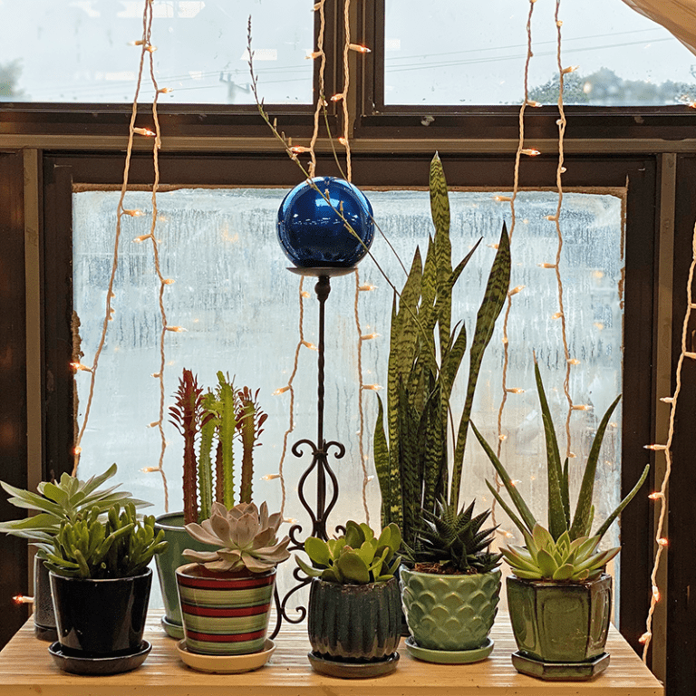 Arranging Your Houseplants - Hyannis Country Garden