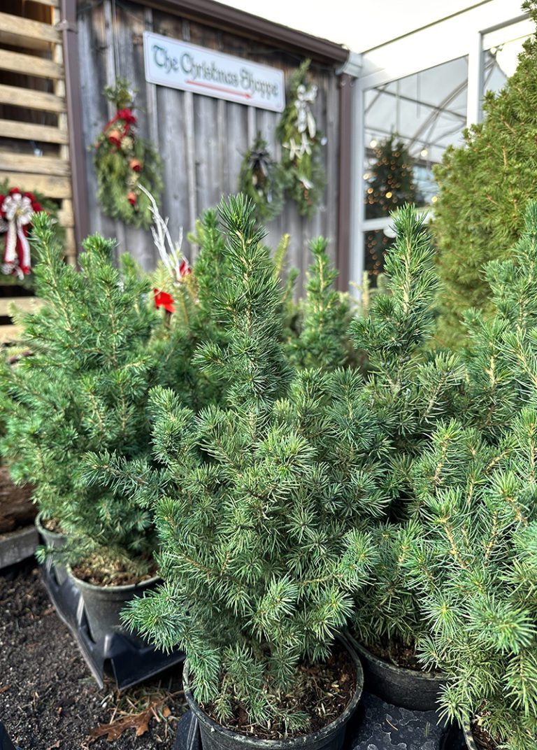 Outdoor Decorating With Living Evergreens - Hyannis Country Garden