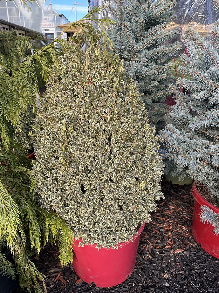 Outdoor Decorating With Living Evergreens - Hyannis Country Garden