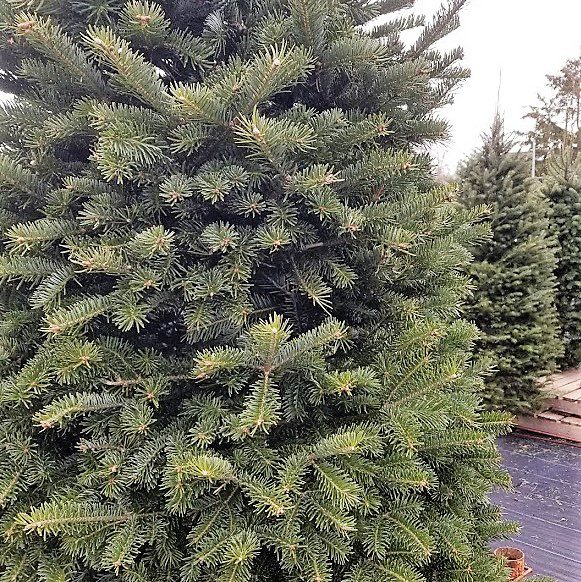 Trees Outside Close up - Hyannis Country Garden