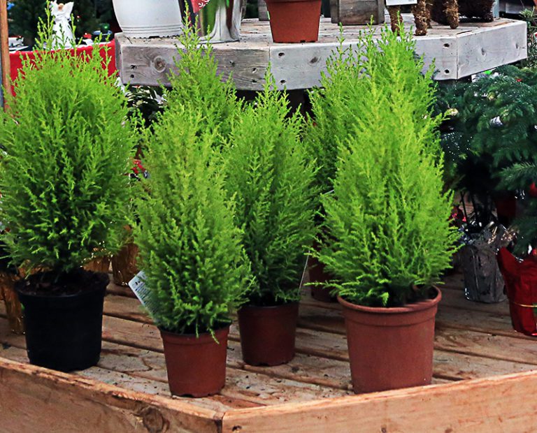 lemon cedar gift trees - Hyannis Country Garden