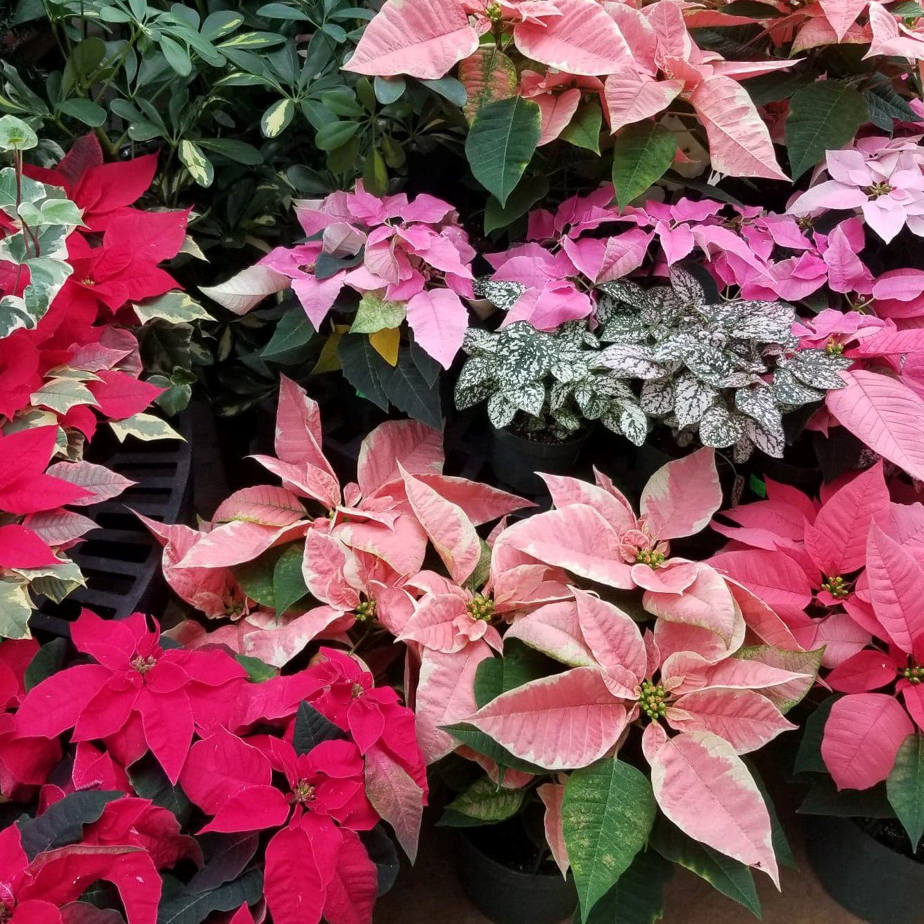 pointsettia varieties - Hyannis Country Garden