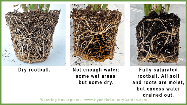 How To Water Houseplants - Hyannis Country Garden
