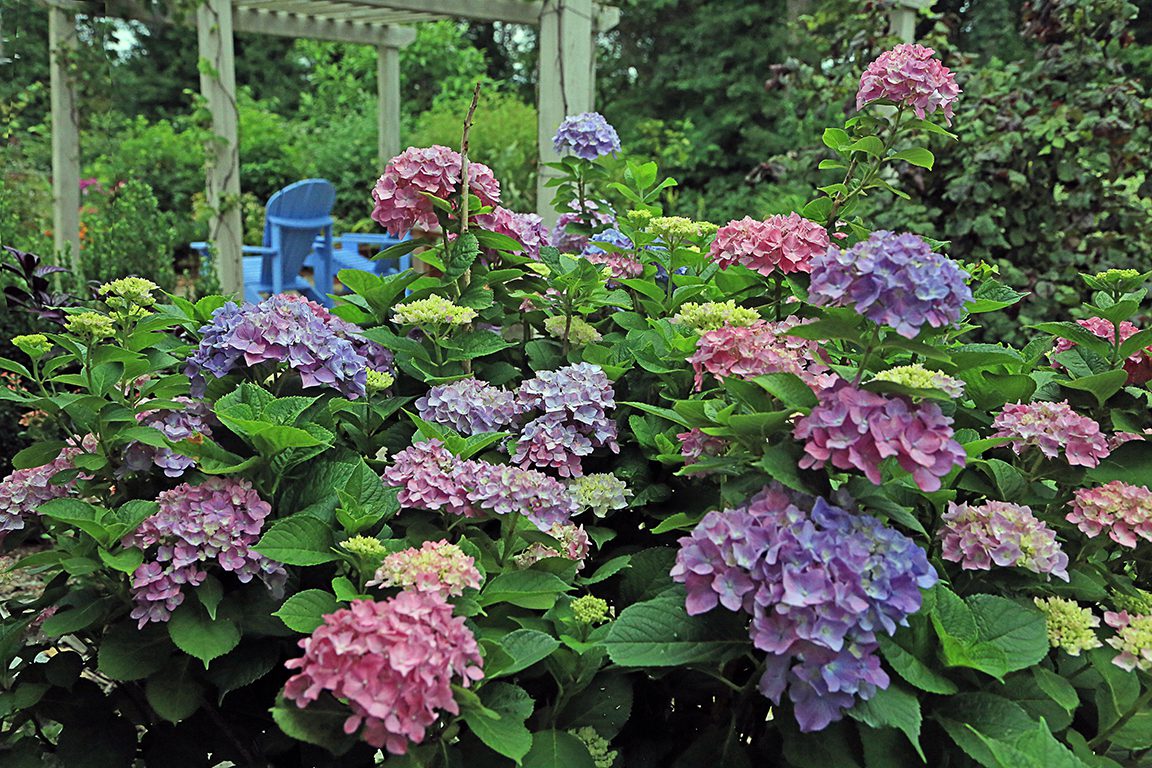 Hydrangea Flower Color - Hyannis Country Garden