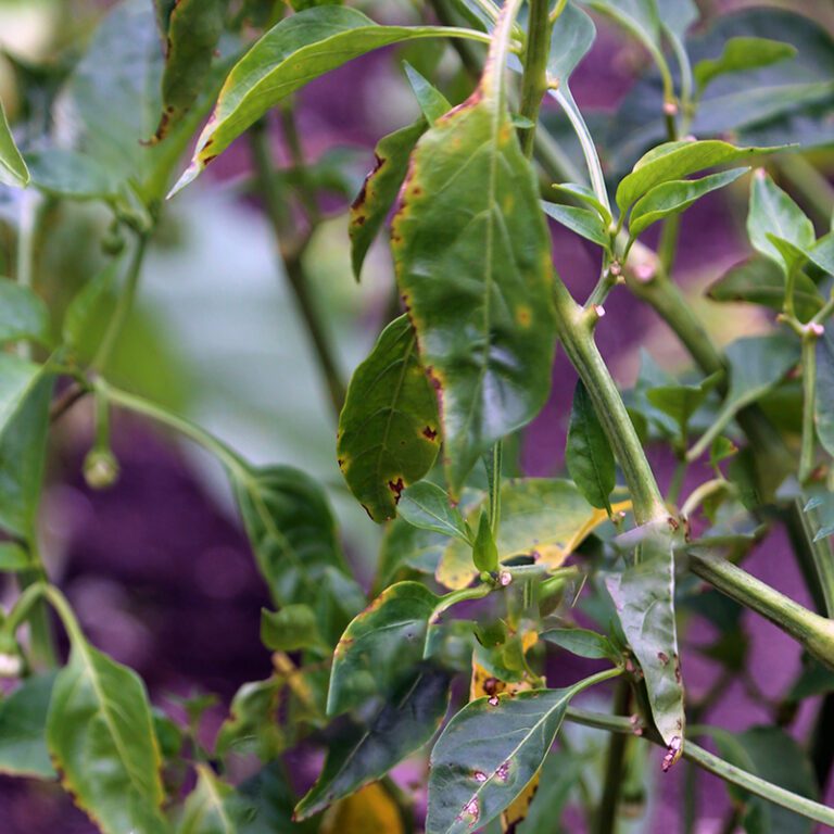 leaf-spot-on-pepper-plants - Hyannis Country Garden