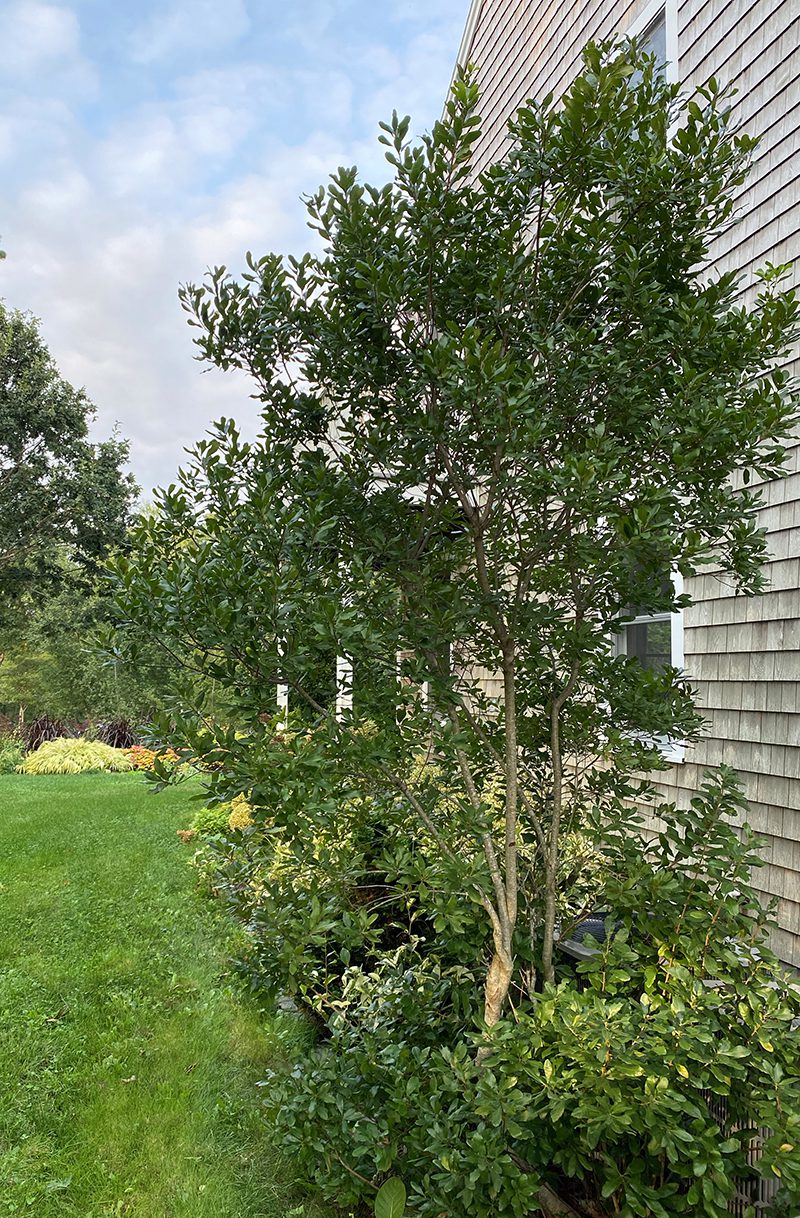 Keystone Plants and Songbirds - Hyannis Country Garden