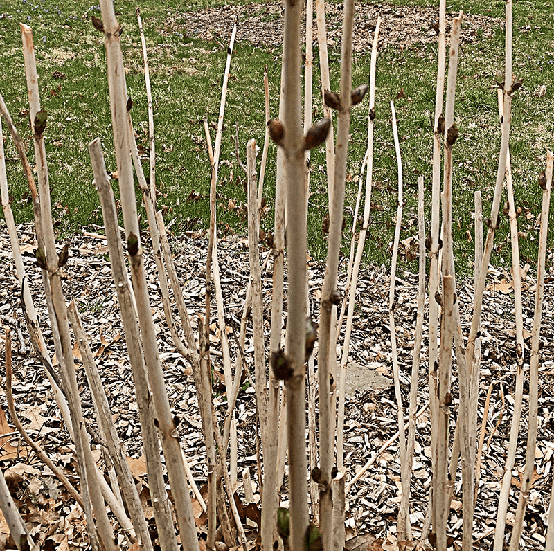 Pruning Hydrangeas After Winter Damage - Hyannis Country Garden