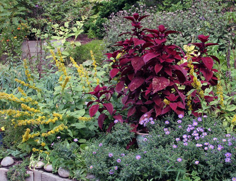 Keystone Plants and Songbirds - Hyannis Country Garden