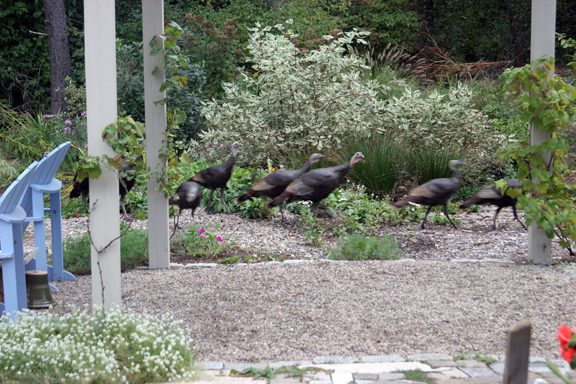 Wild Turkeys In The Garden - Hyannis Country Garden