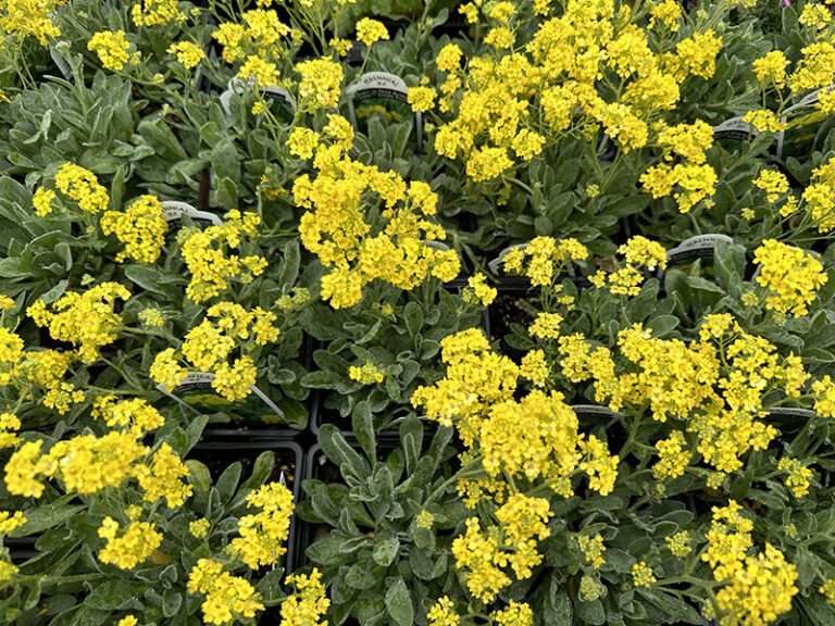 Perfect Perennials and Planting For Health - Hyannis Country Garden