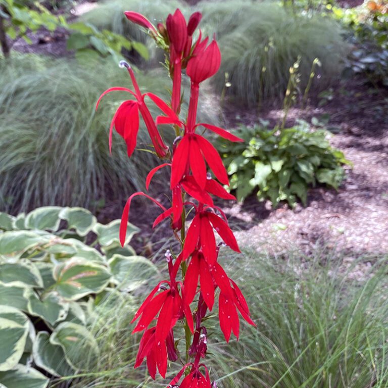 Perfect Perennials and Planting For Health - Hyannis Country Garden