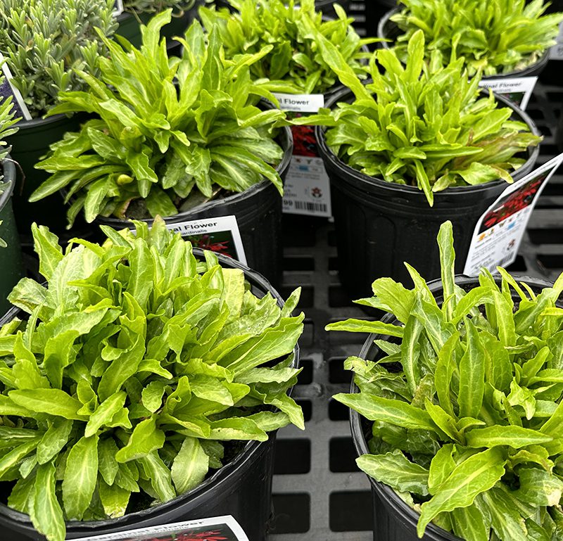 Perfect Perennials and Planting For Health - Hyannis Country Garden