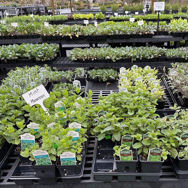 Timing For Vegetable Planting on Cape Cod - Hyannis Country Garden