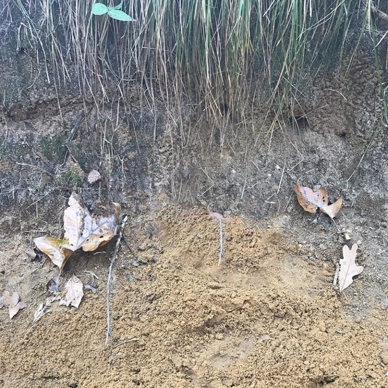 Improving Soils As Nature Does It - Hyannis Country Garden