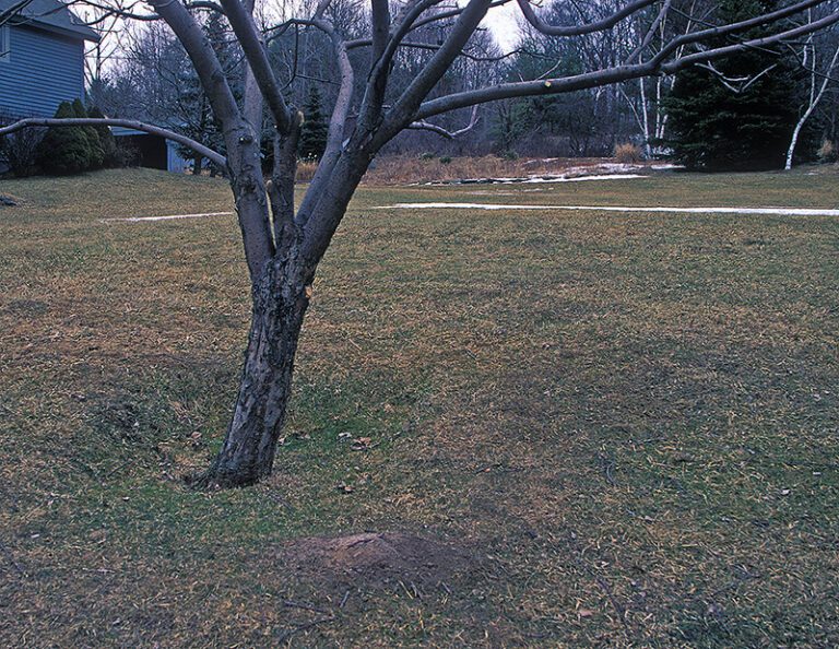 Improving Soils As Nature Does It - Hyannis Country Garden