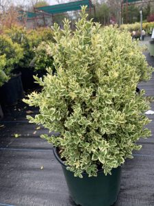 variegated-boxwood - Hyannis Country Garden