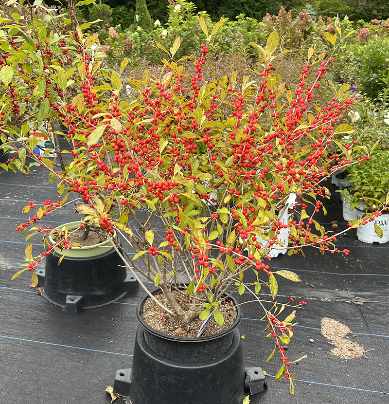 Plants For Winter Color - Hyannis Country Garden