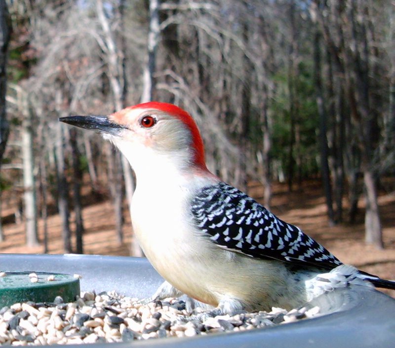 Cape Cod Birds in Winter - Hyannis Country Garden
