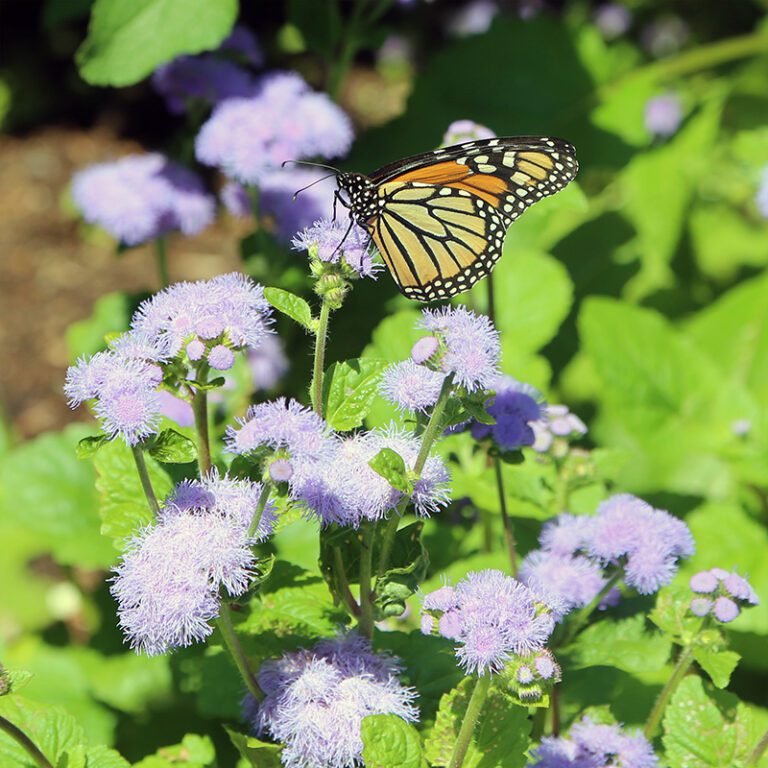 Annuals For Bees, Butterflies & Bouquets - Hyannis Country Garden