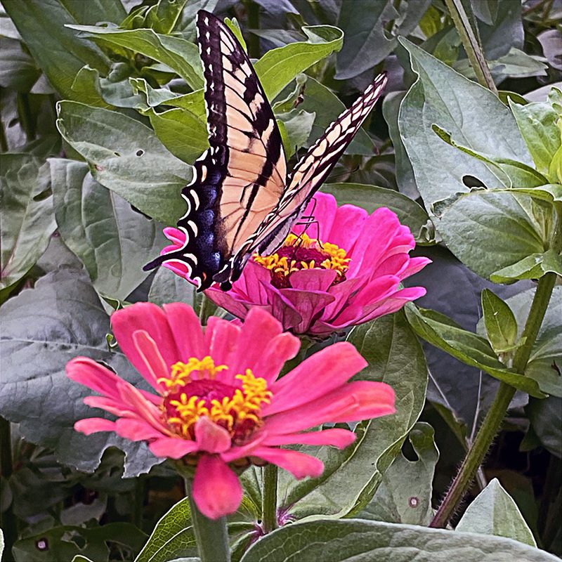 Annuals For Bees, Butterflies & Bouquets - Hyannis Country Garden