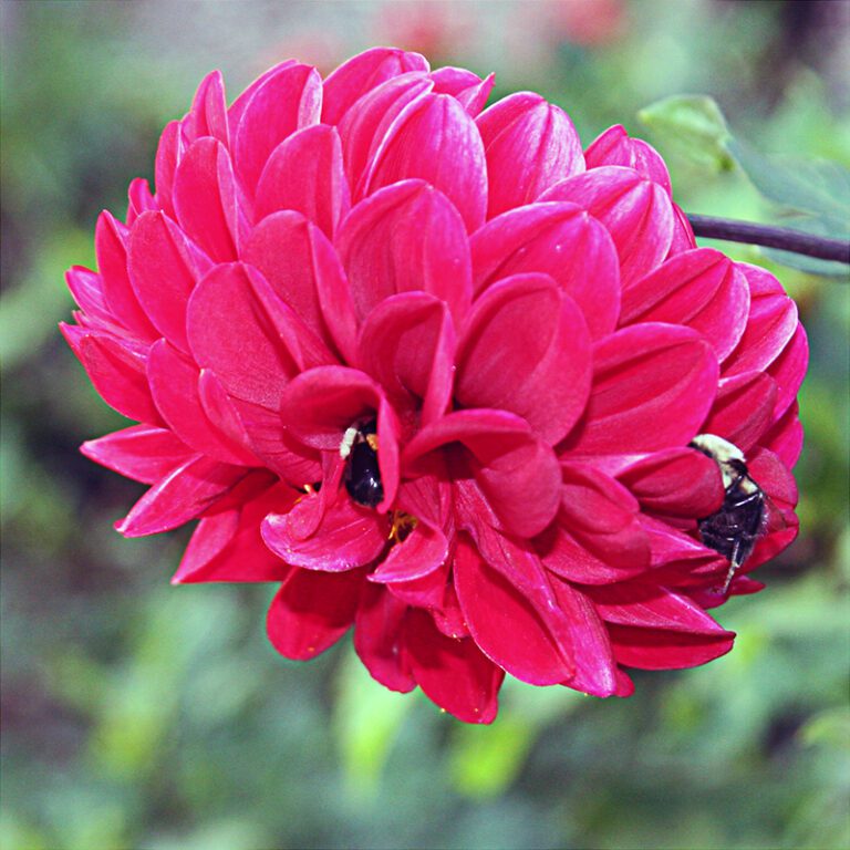 Annuals For Bees, Butterflies & Bouquets - Hyannis Country Garden