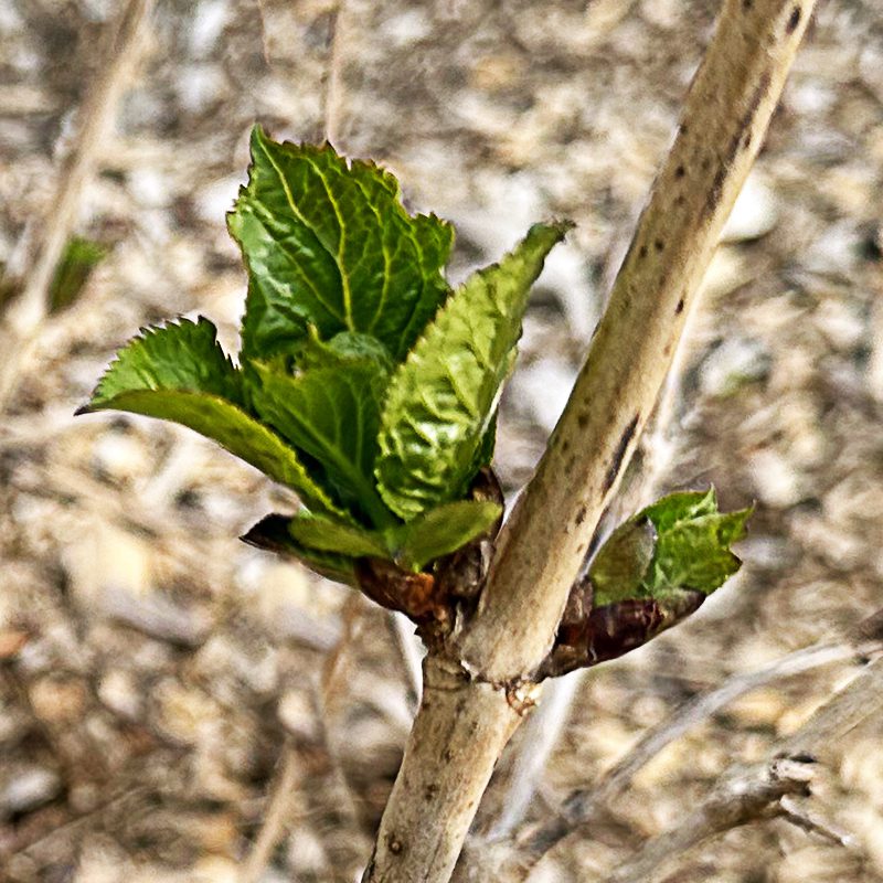 Can This Plant Be Saved? - Hyannis Country Garden