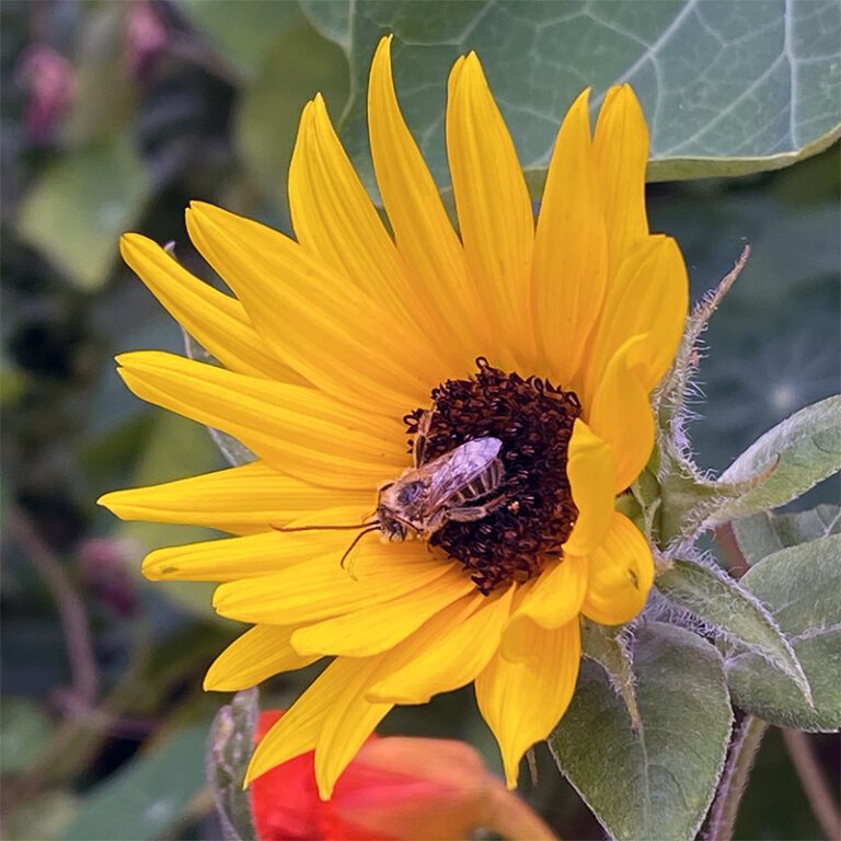 Annuals For Bees, Butterflies & Bouquets - Hyannis Country Garden