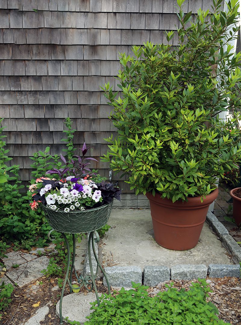 bay_tree_pot - Hyannis Country Garden