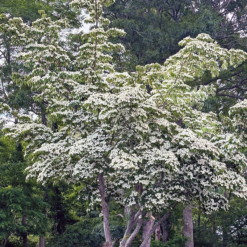 June Flowering Trees