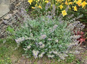 In Bloom In June... - Hyannis Country Garden