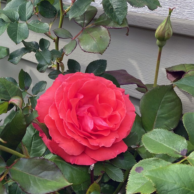 In Bloom In June... - Hyannis Country Garden