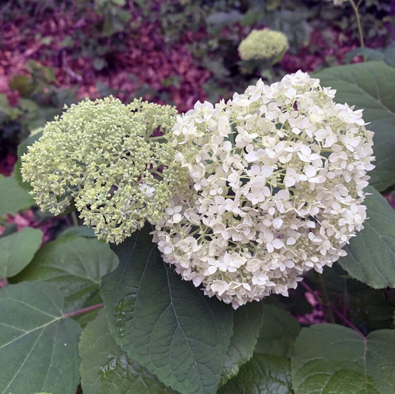 In Bloom In June... - Hyannis Country Garden