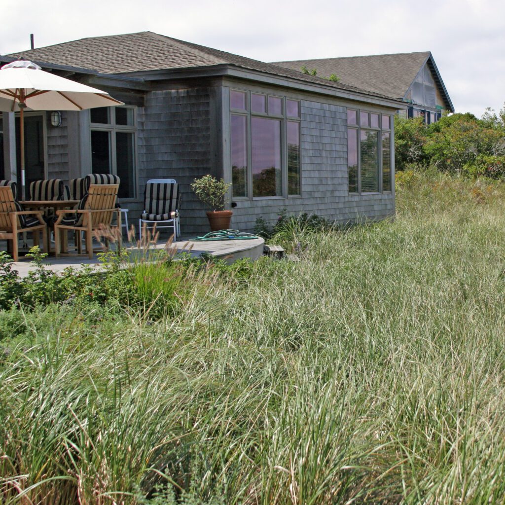 growing ornamental grasses in Cape Cod gardens
