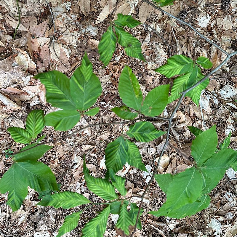 July Q & A - Hyannis Country Garden