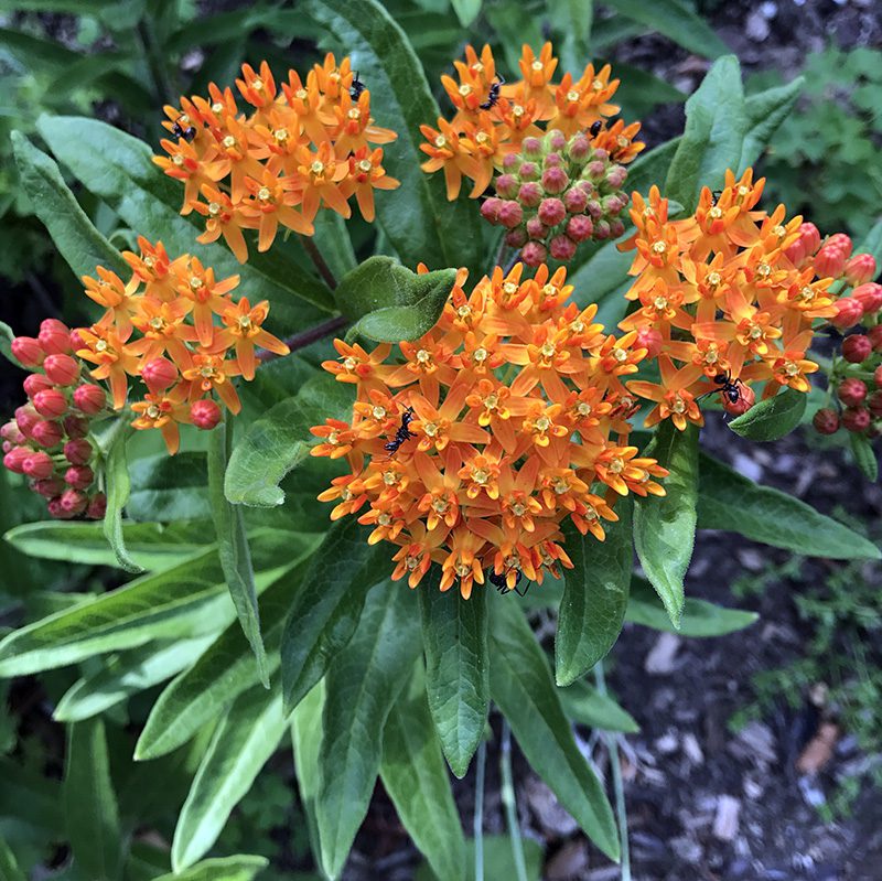 July Q & A - Hyannis Country Garden