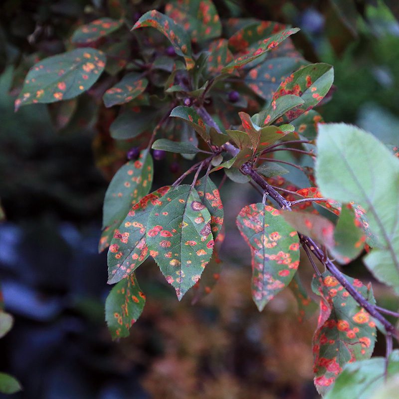 July Q & A - Hyannis Country Garden